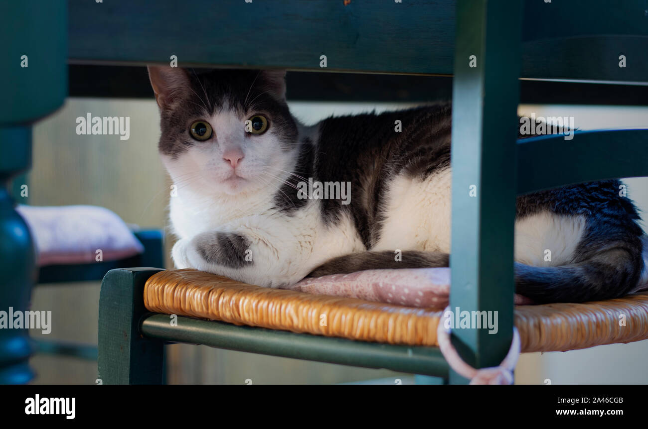 Kitten under table hi-res stock photography and images - Alamy