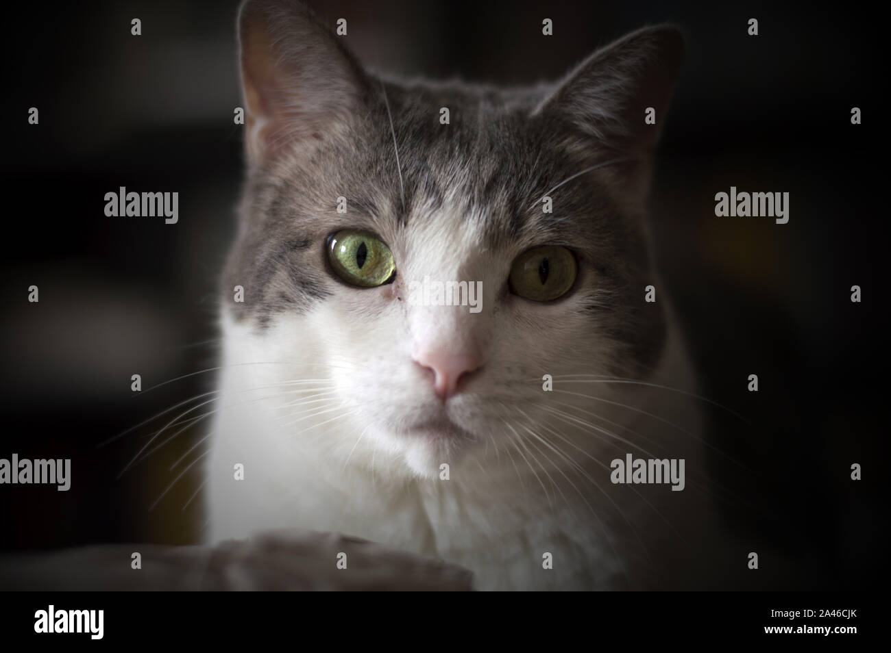 Portrait of a cute white cat in the shadows. The cat looking on camera ...