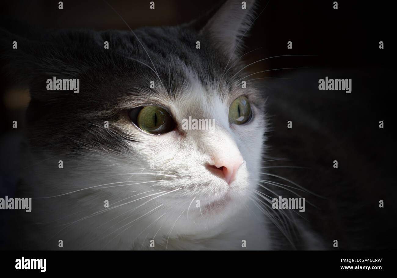Profile of a cute cat posing in the shadow Stock Photo - Alamy