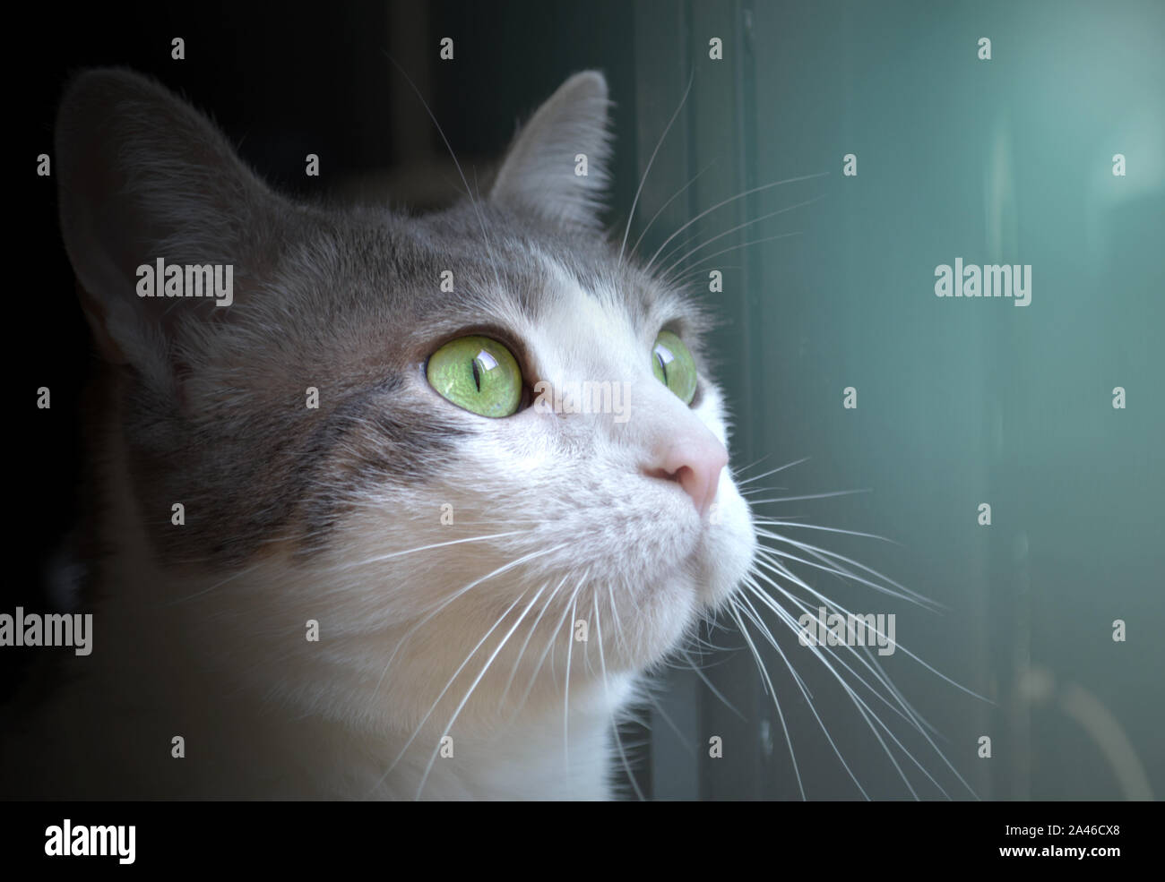 Pouncing cat hi-res stock photography and images - Alamy