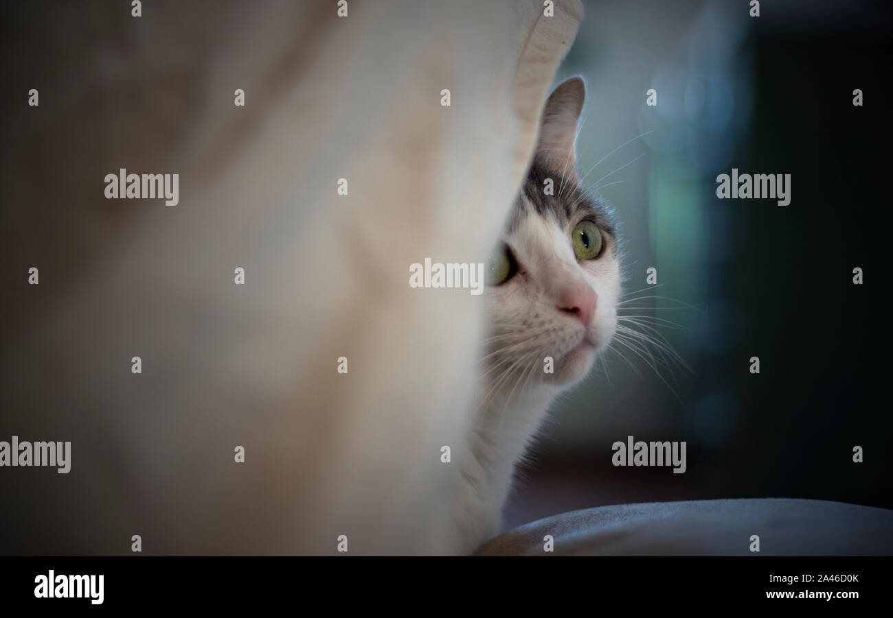 Hidden big cat hi-res stock photography and images - Alamy
