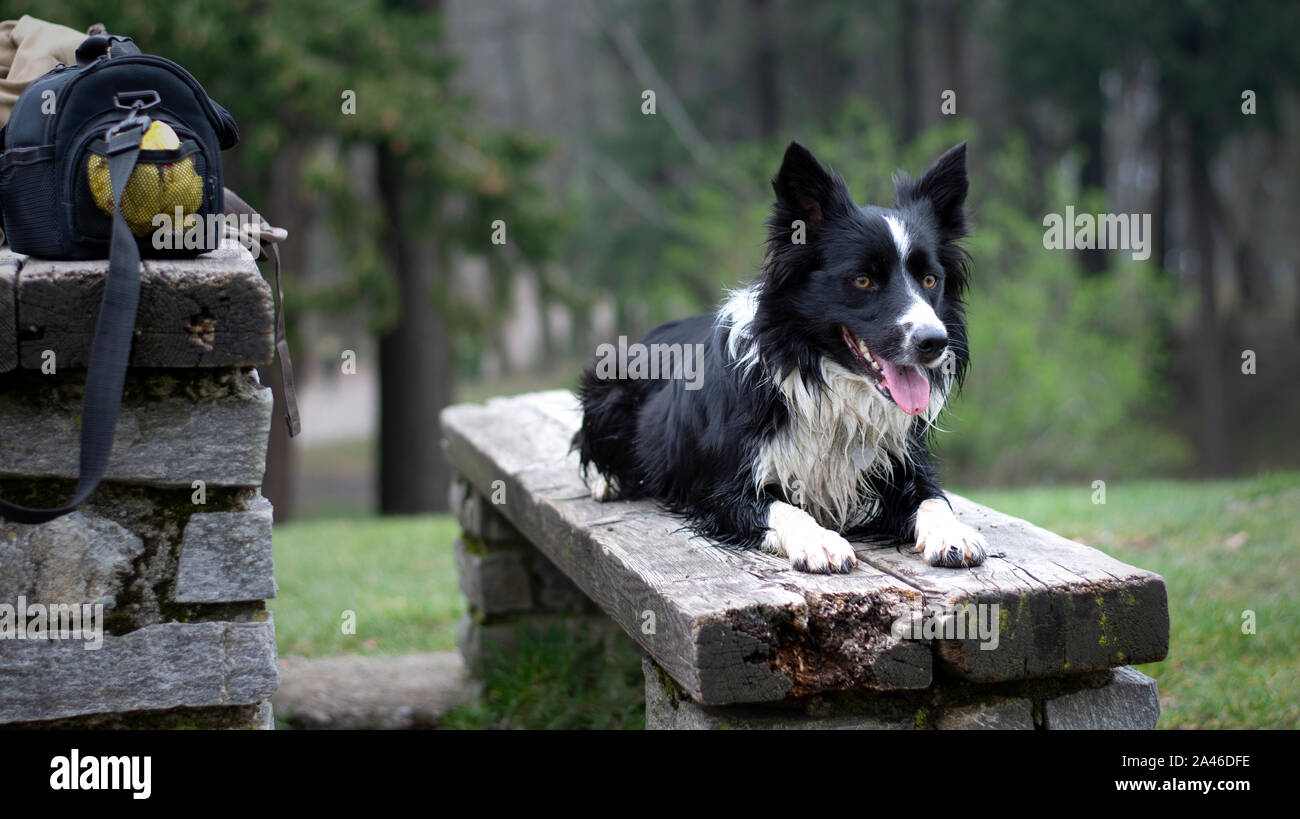 Cute border collie hi-res stock photography and images - Alamy