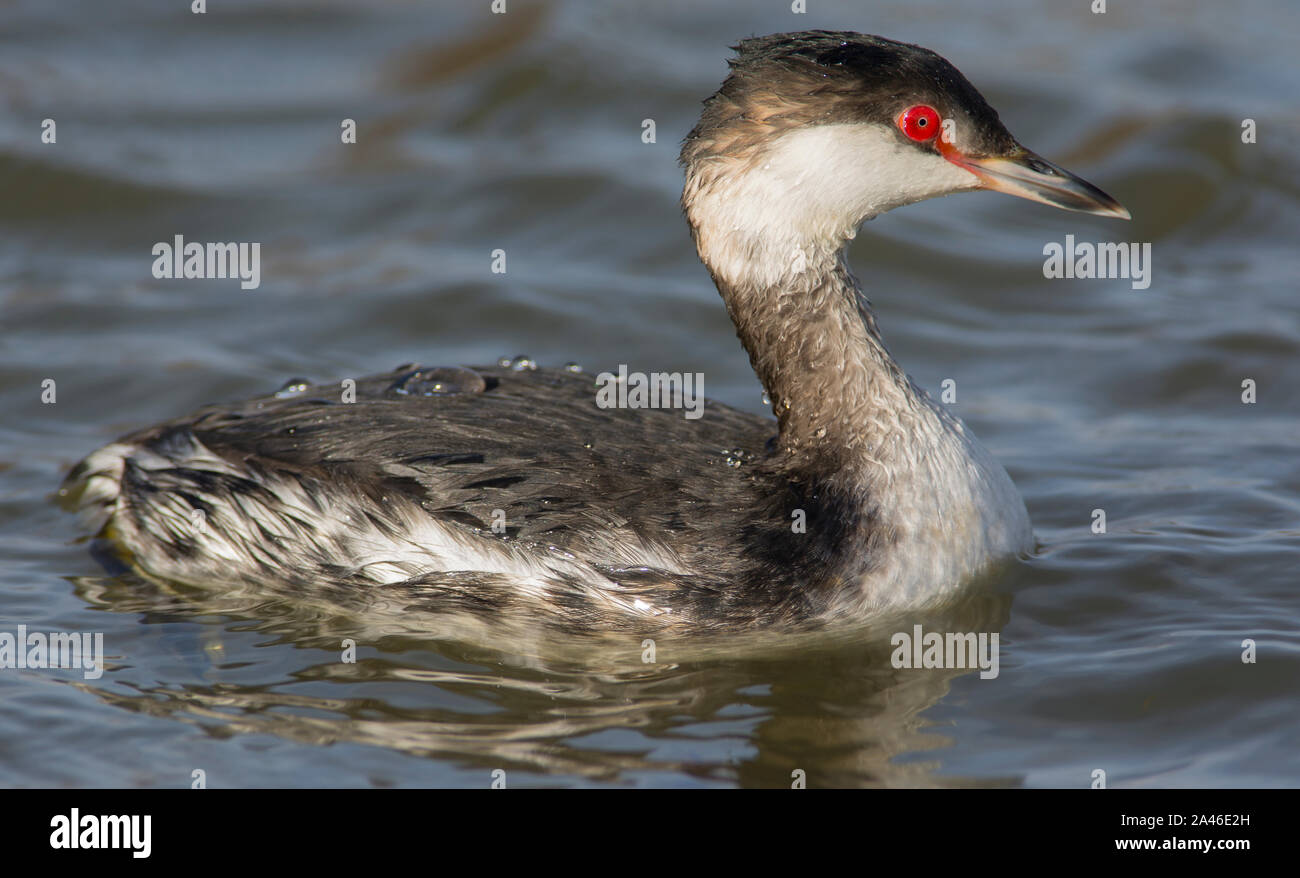 Close up photo of a slavonian grebe hi-res stock photography and images ...