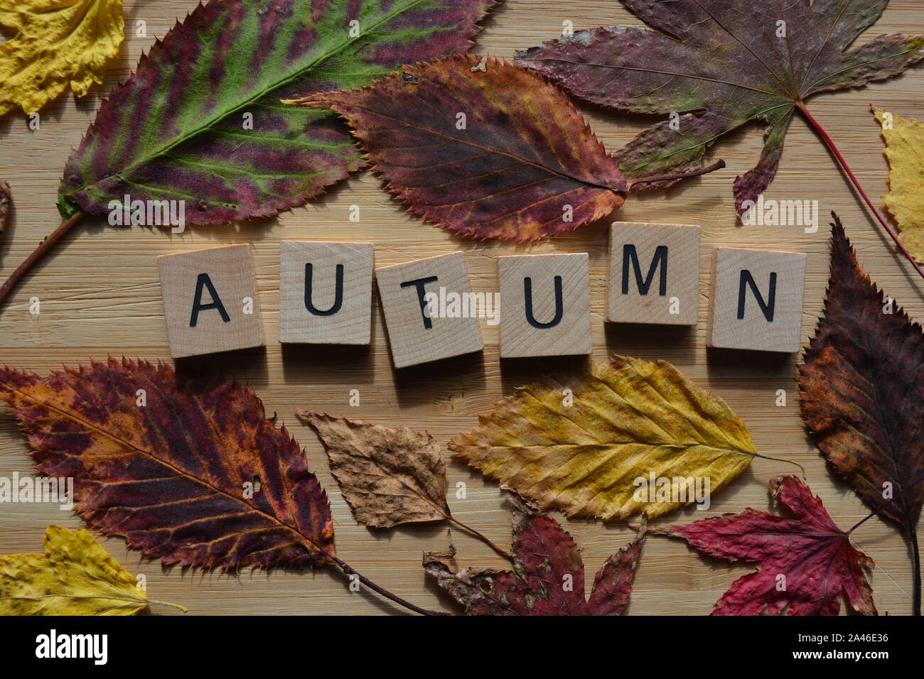Autumn in 3d wooden alphabet letters surrounded by autumn leaves of ...