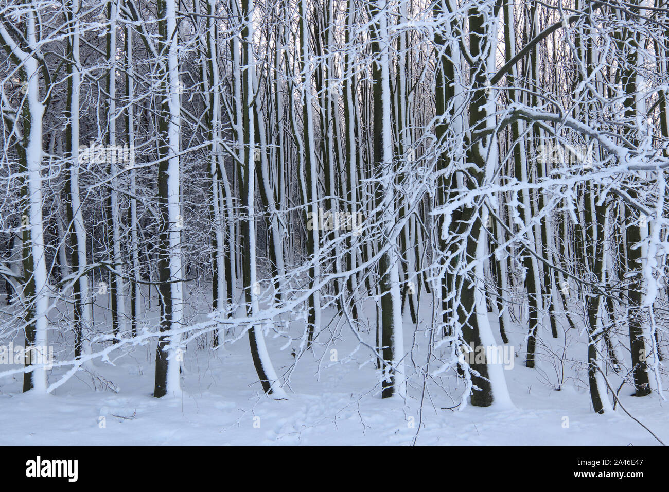 Temperate Deciduous Forest Trees Winter