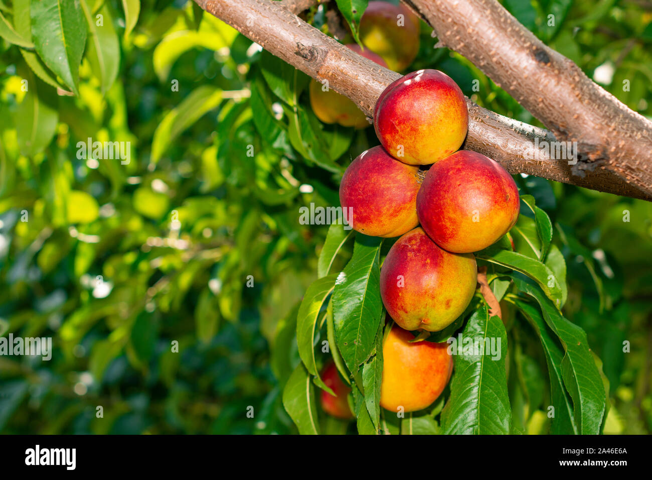 sick leaves and peach fruits in the garden on tree close-up macro ...