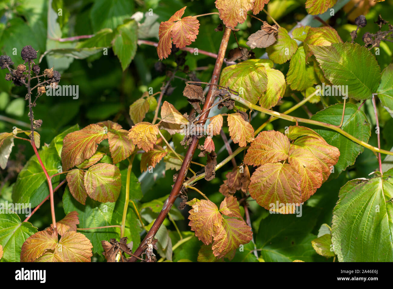 Anthracnose currant hi-res stock photography and images - Alamy