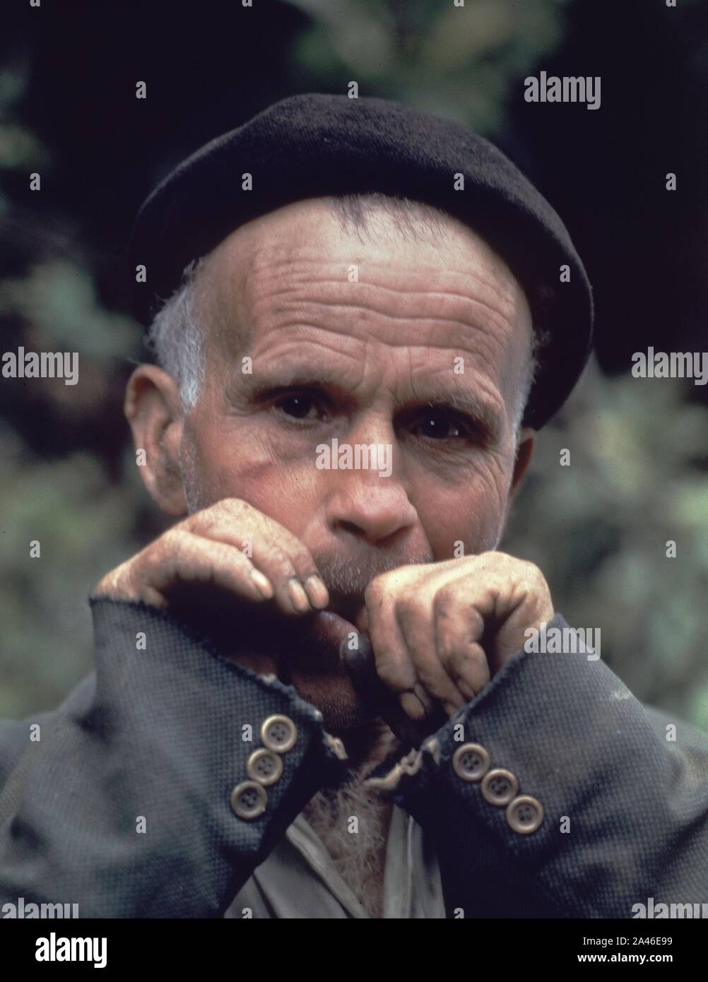 Gomero tree hi-res stock photography and images - Alamy