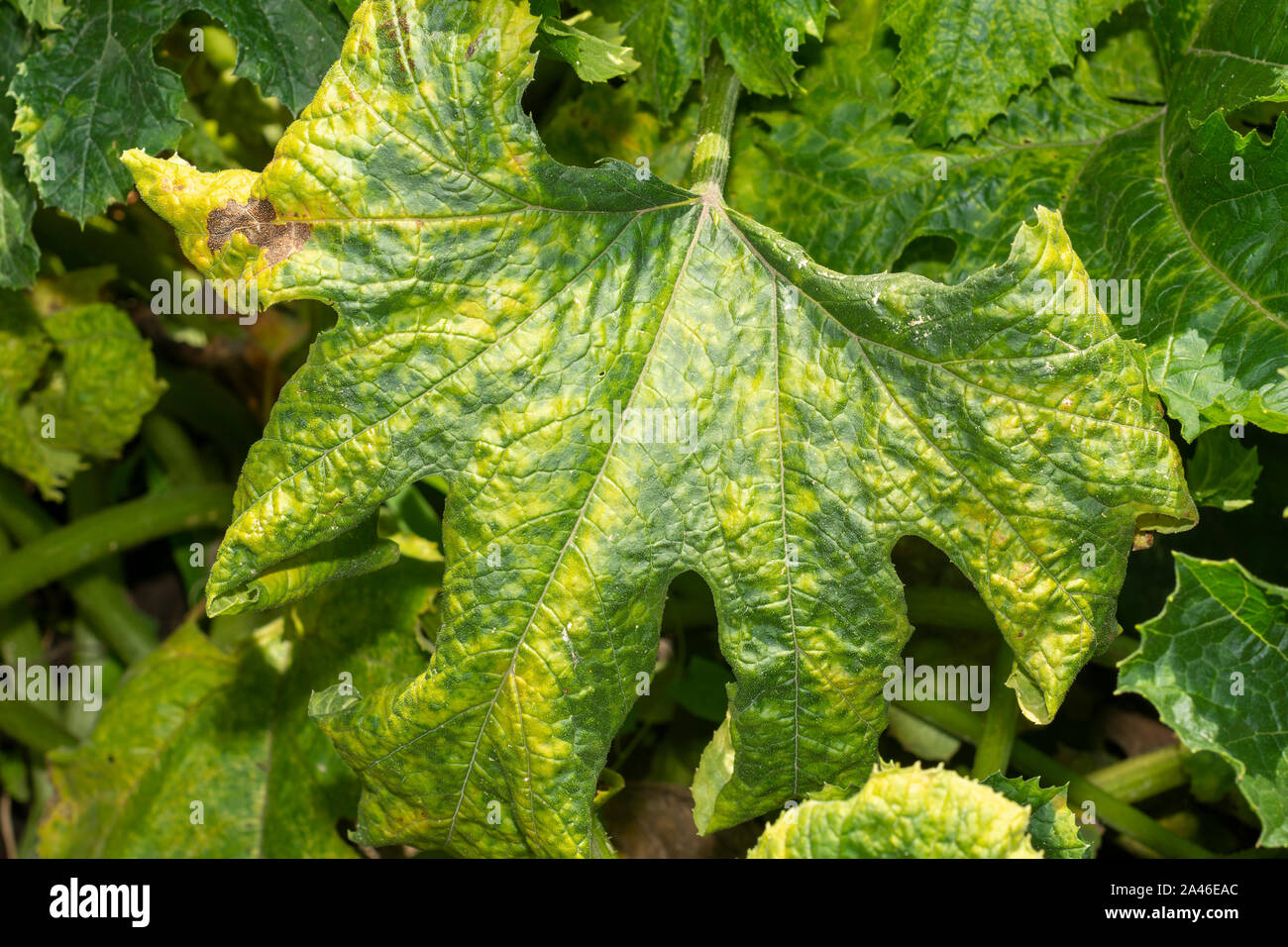green leaf of pumpkin closeup with disease rot. Macro, background Stock ...