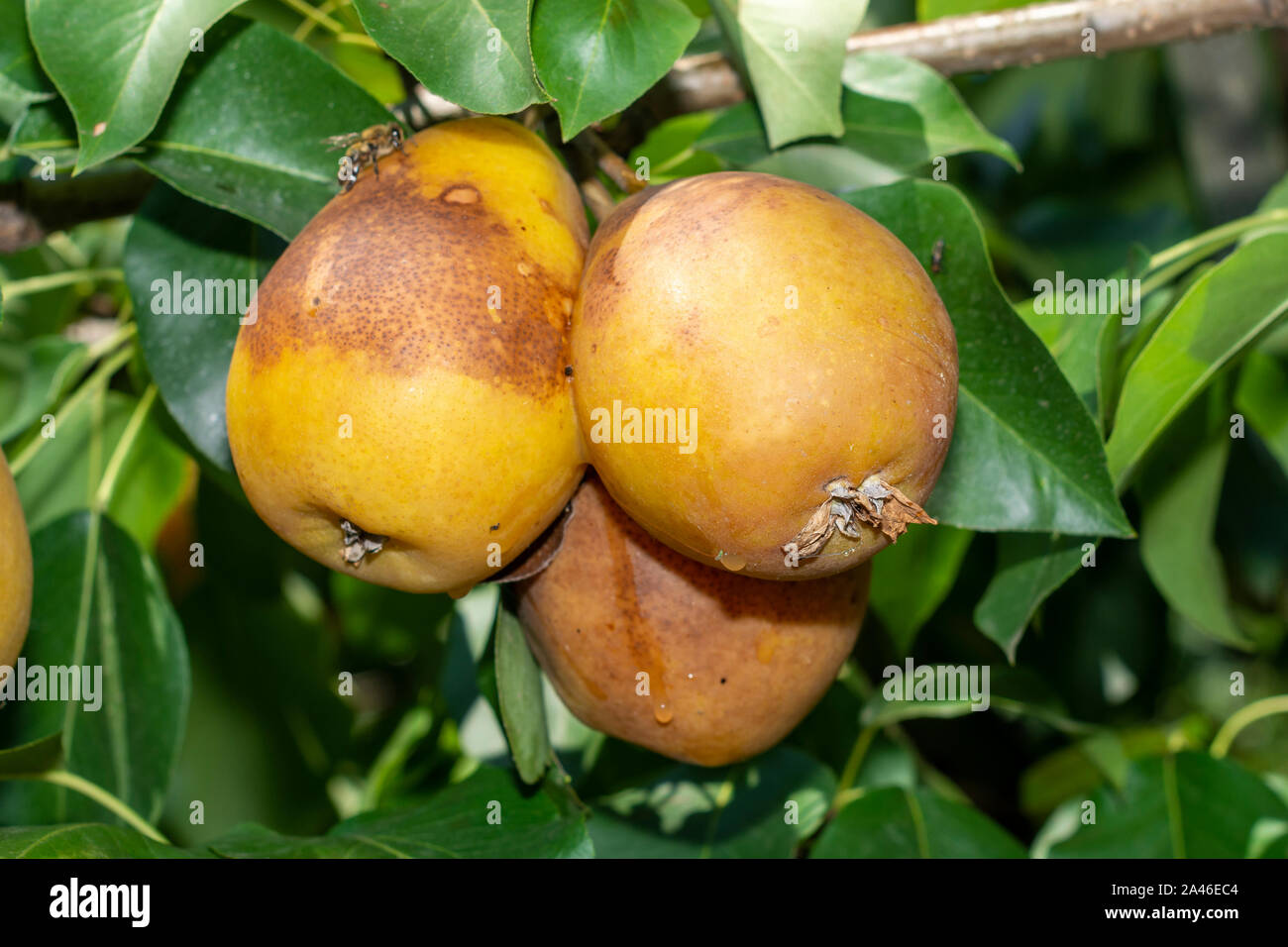 Diseased pear hi-res stock photography and images - Alamy