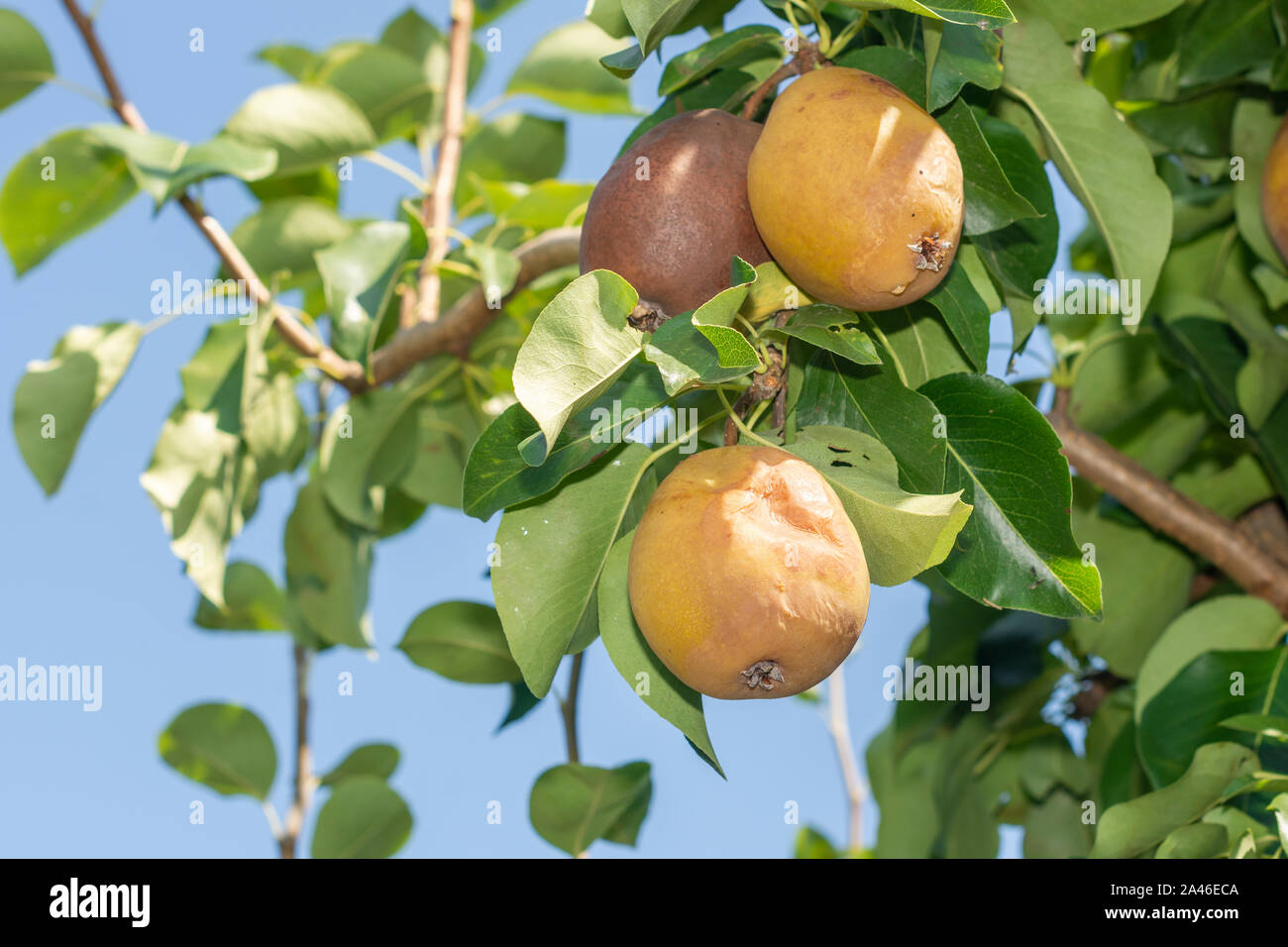 pear fruit on tree close-up with disease and rot. Garden Protection ...