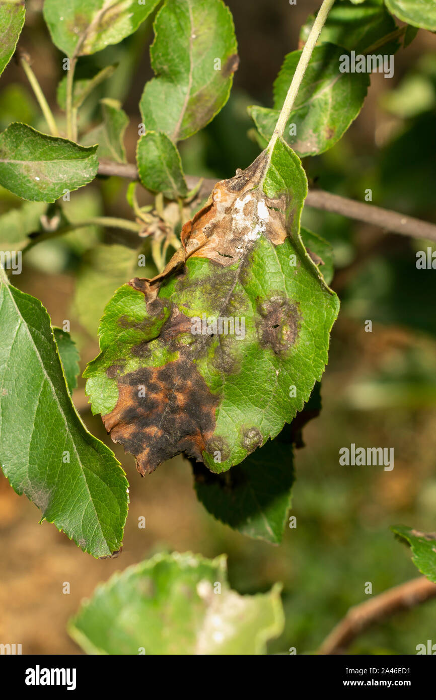 scab on the leaves and fruits of an apple tree close-up. Diseases in ...