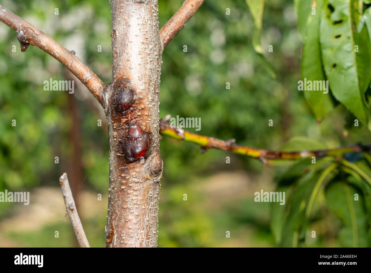 Nectarine tree fruit damage hi-res stock photography and images - Alamy