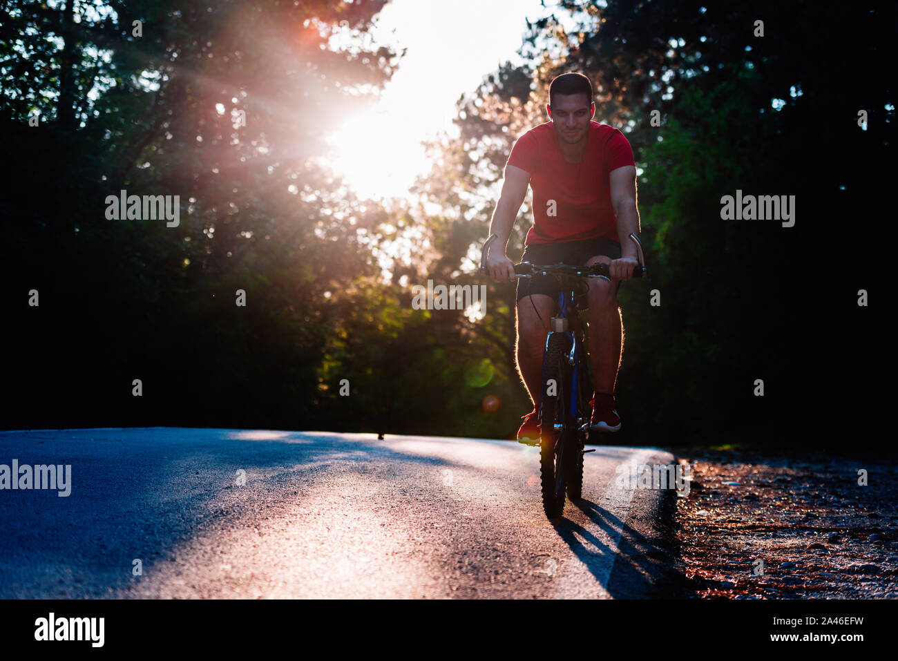 Male cyclist riding his bike on sunset on a road through deep woods ...