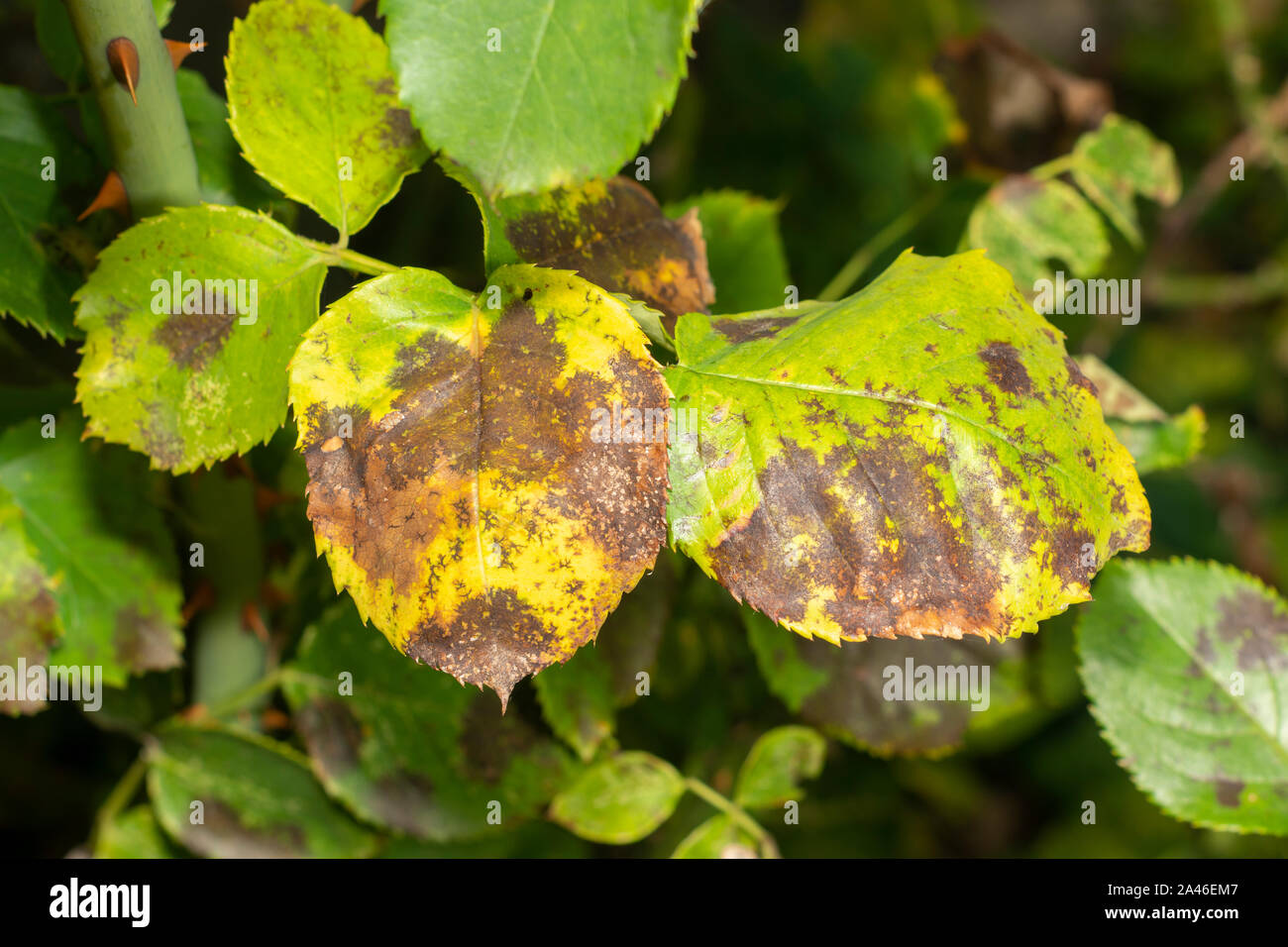 Roses Disease Stock Photos & Roses Disease Stock Images - Alamy