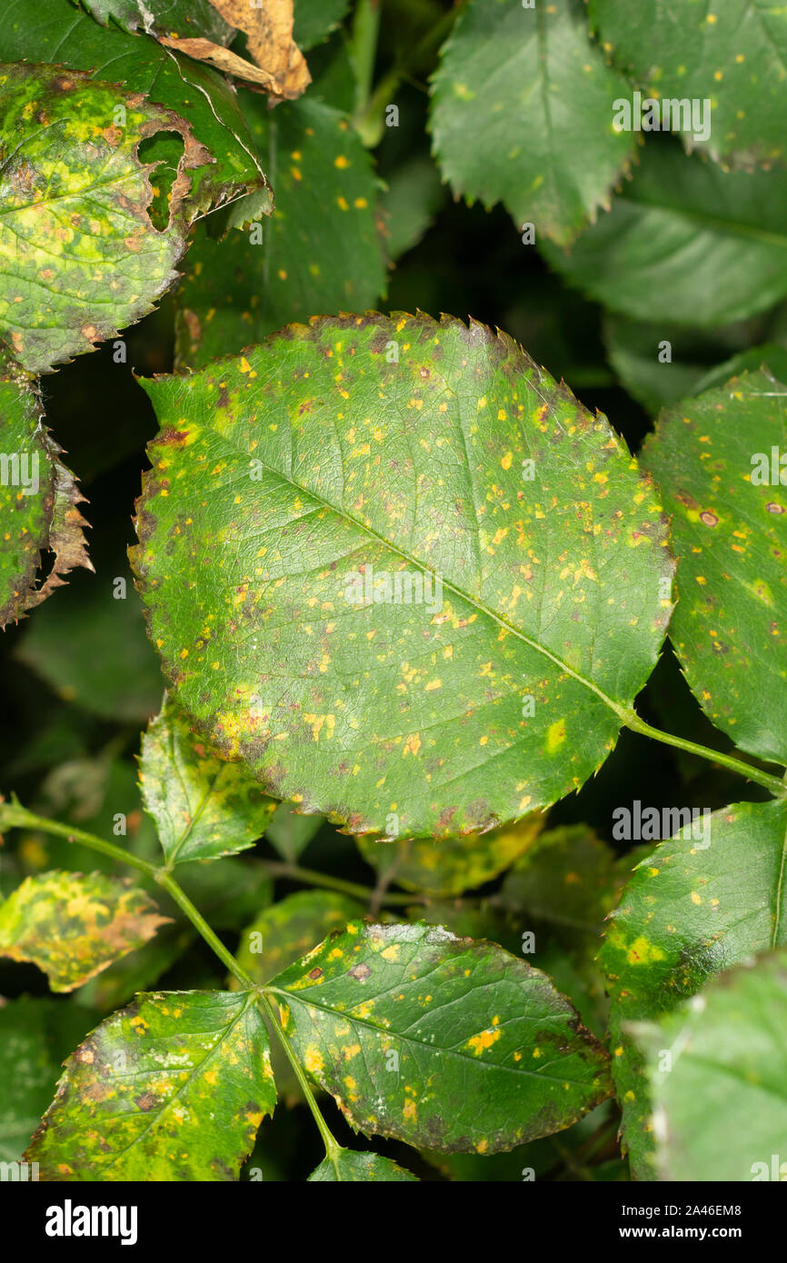 Black rot of roses hi-res stock photography and images - Alamy