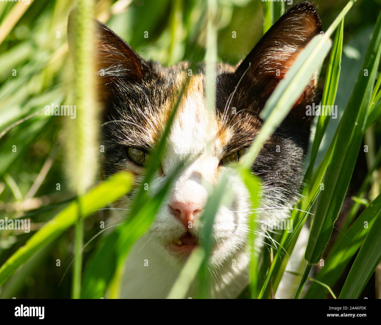 Hunter cat hi-res stock photography and images - Alamy