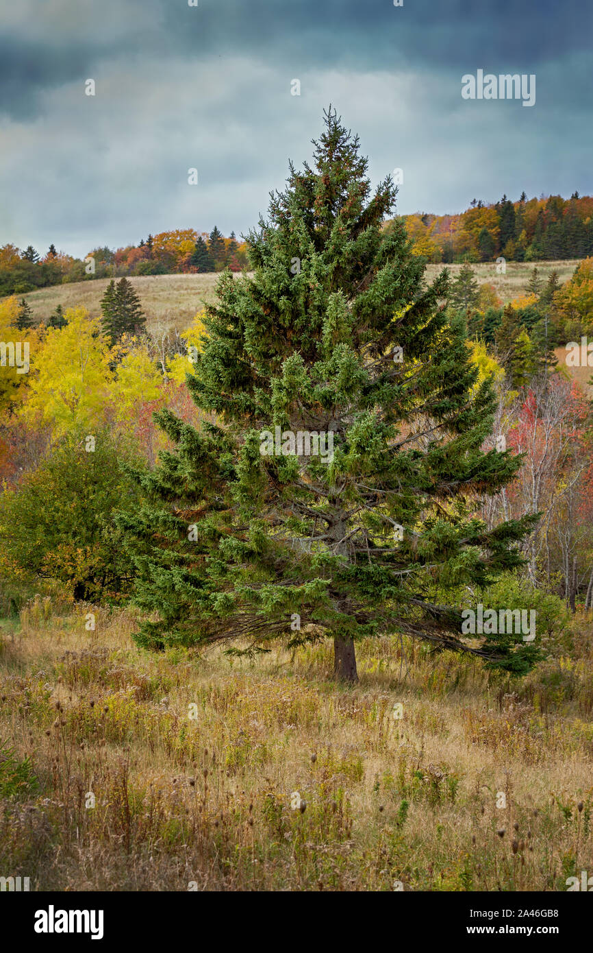 White spruce tree canada hi-res stock photography and images - Alamy