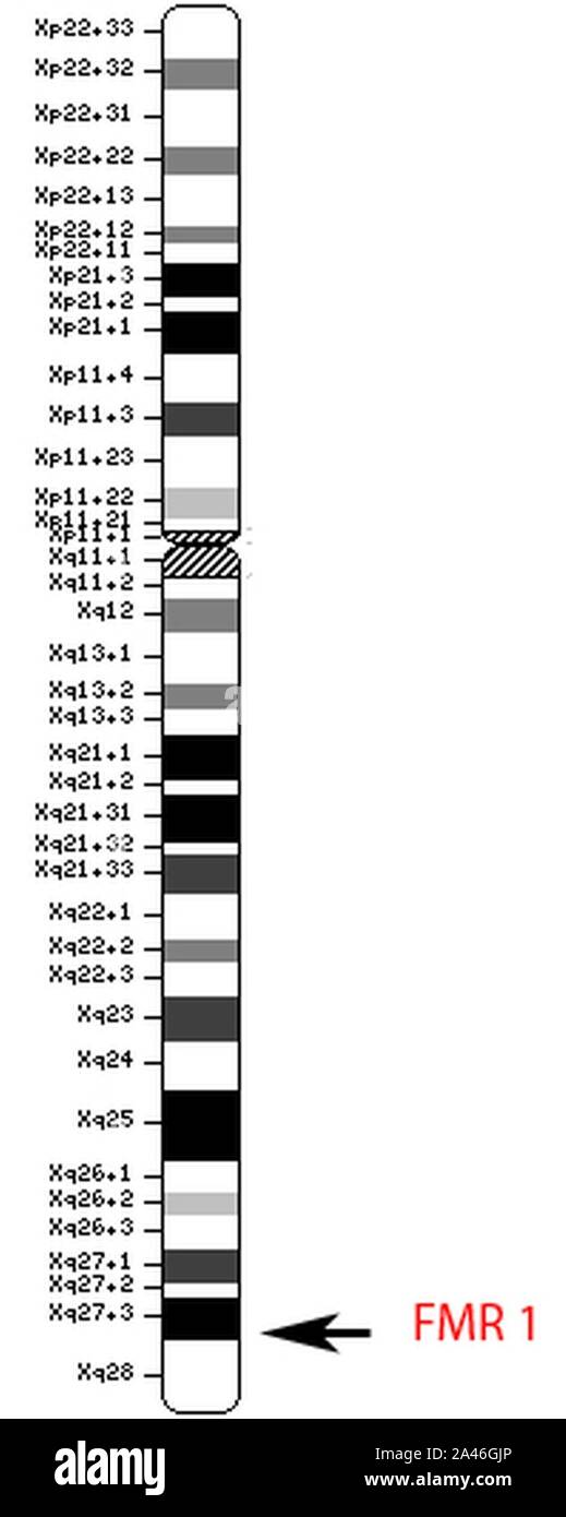 Fmr1 Cut Out Stock Images & Pictures - Alamy