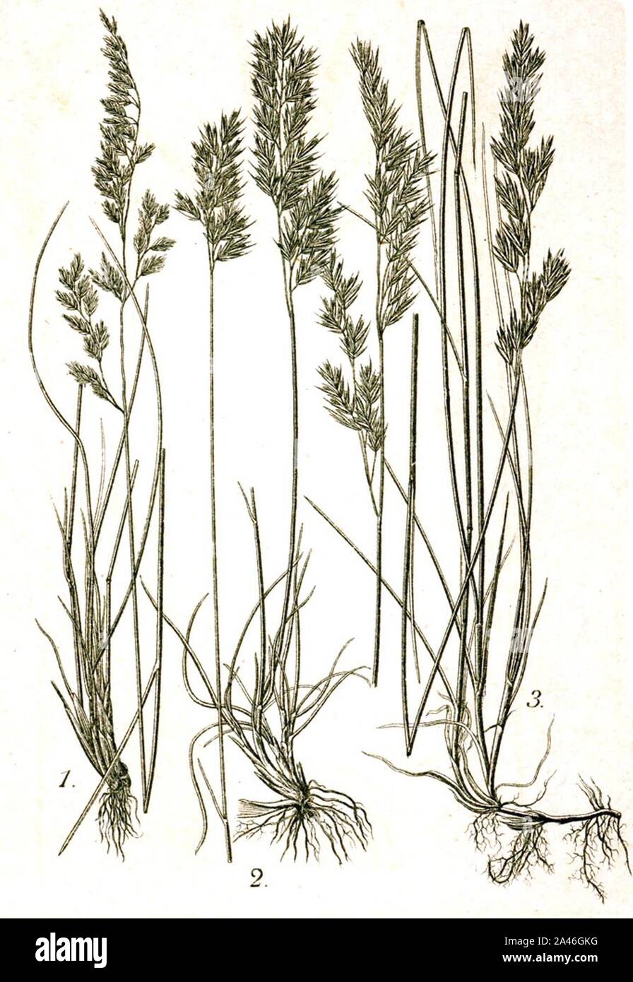 Festuca spp hi-res stock photography and images - Alamy