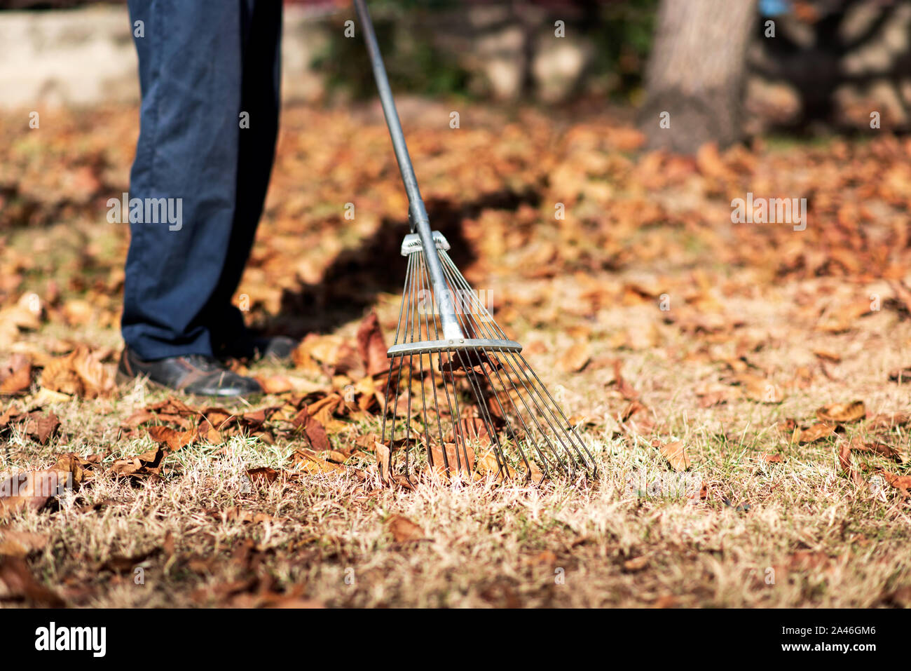Man collecting fallen autumn leaves in the backyard Stock Photo - Alamy
