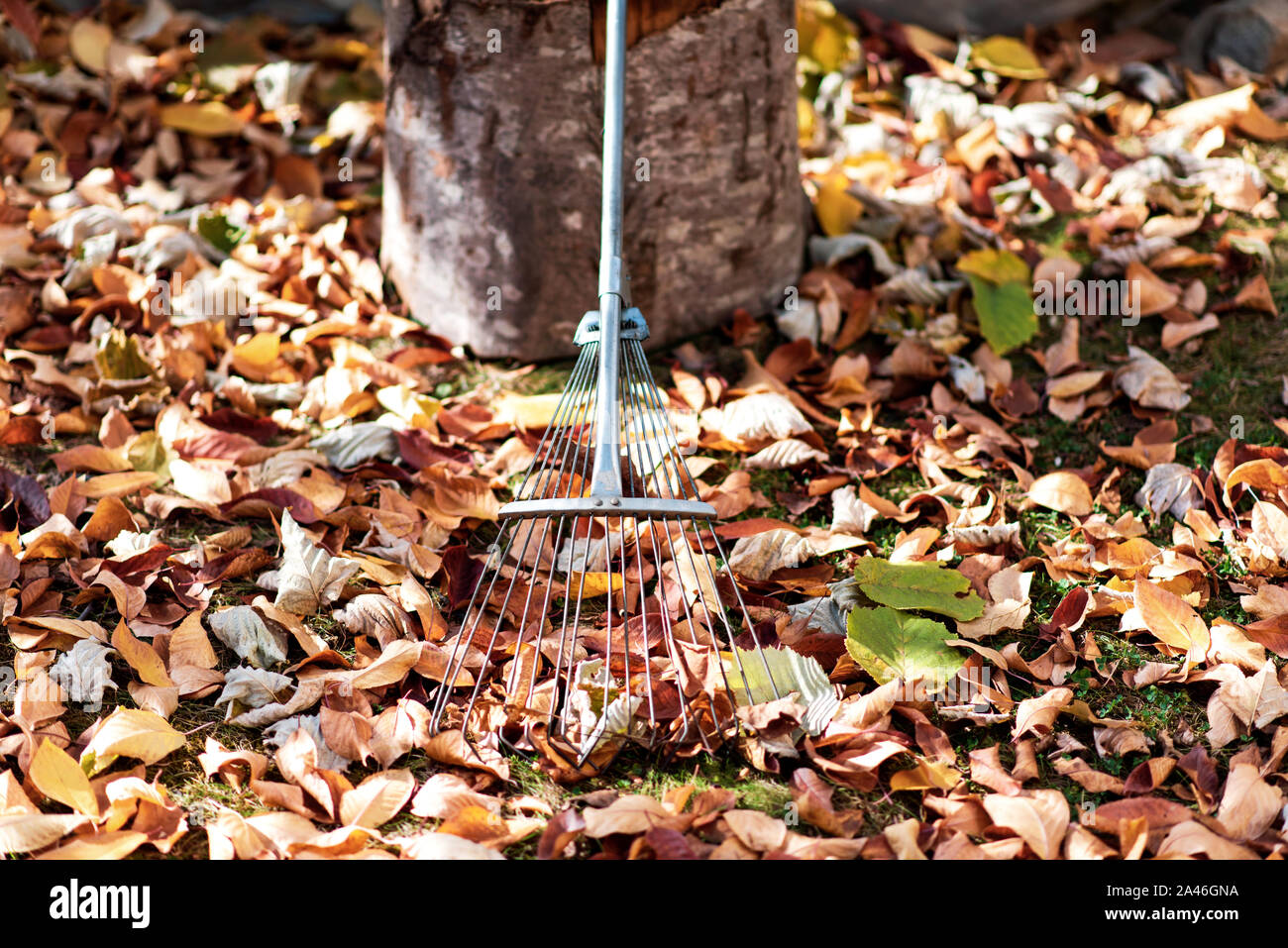 Pile rake colorful autumn leaves hi-res stock photography and images ...