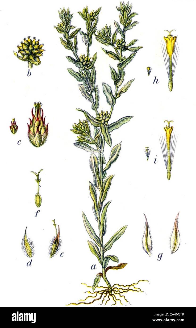 Filago vulgaris hi-res stock photography and images - Alamy