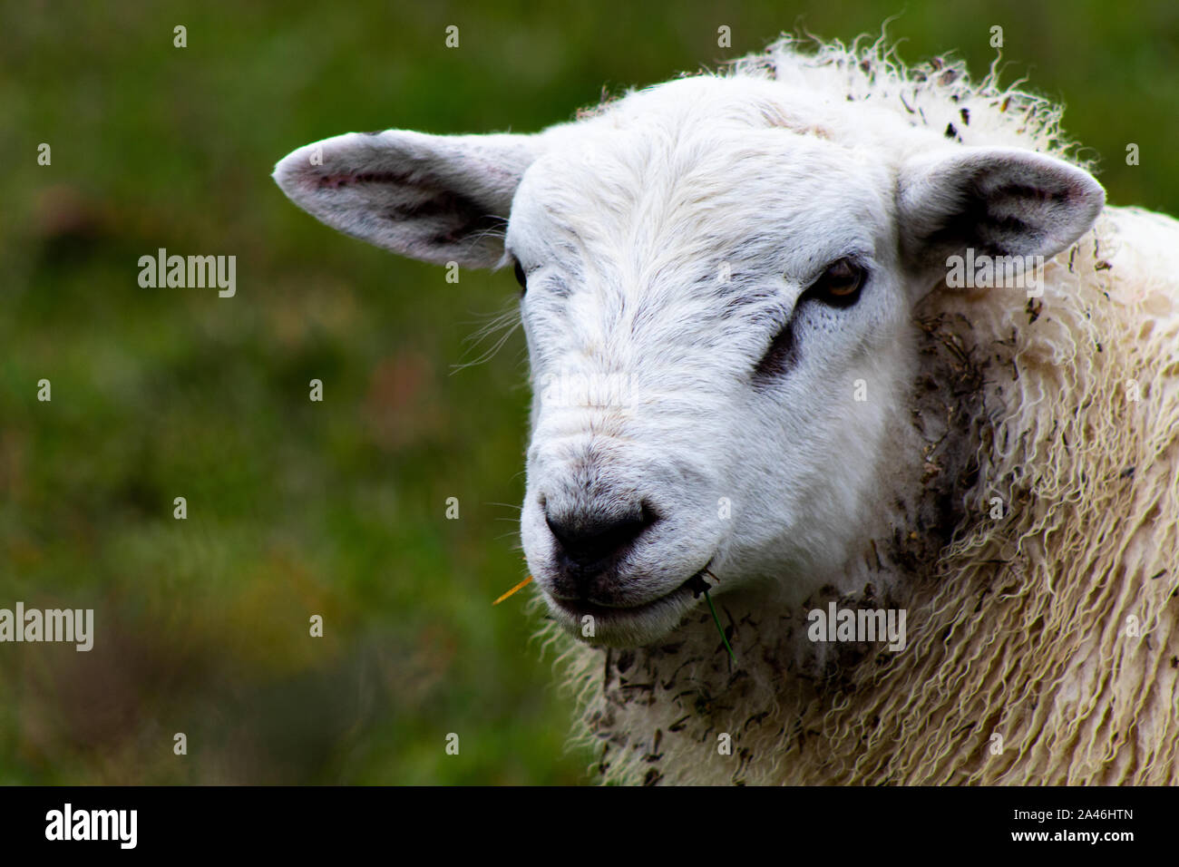 Sheep muddy field hi-res stock photography and images - Alamy