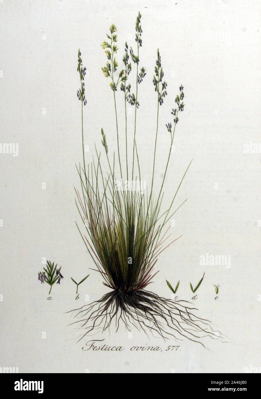 Festuca ovina hi-res stock photography and images - Alamy