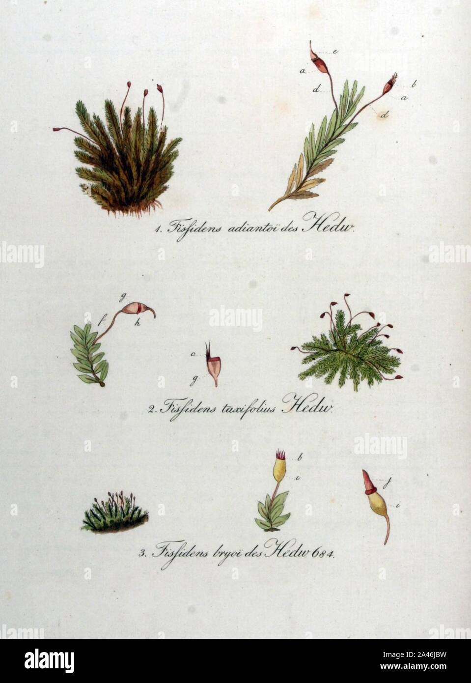 Fissidens spp. — Flora Batava — Volume v9 Stock Photo - Alamy