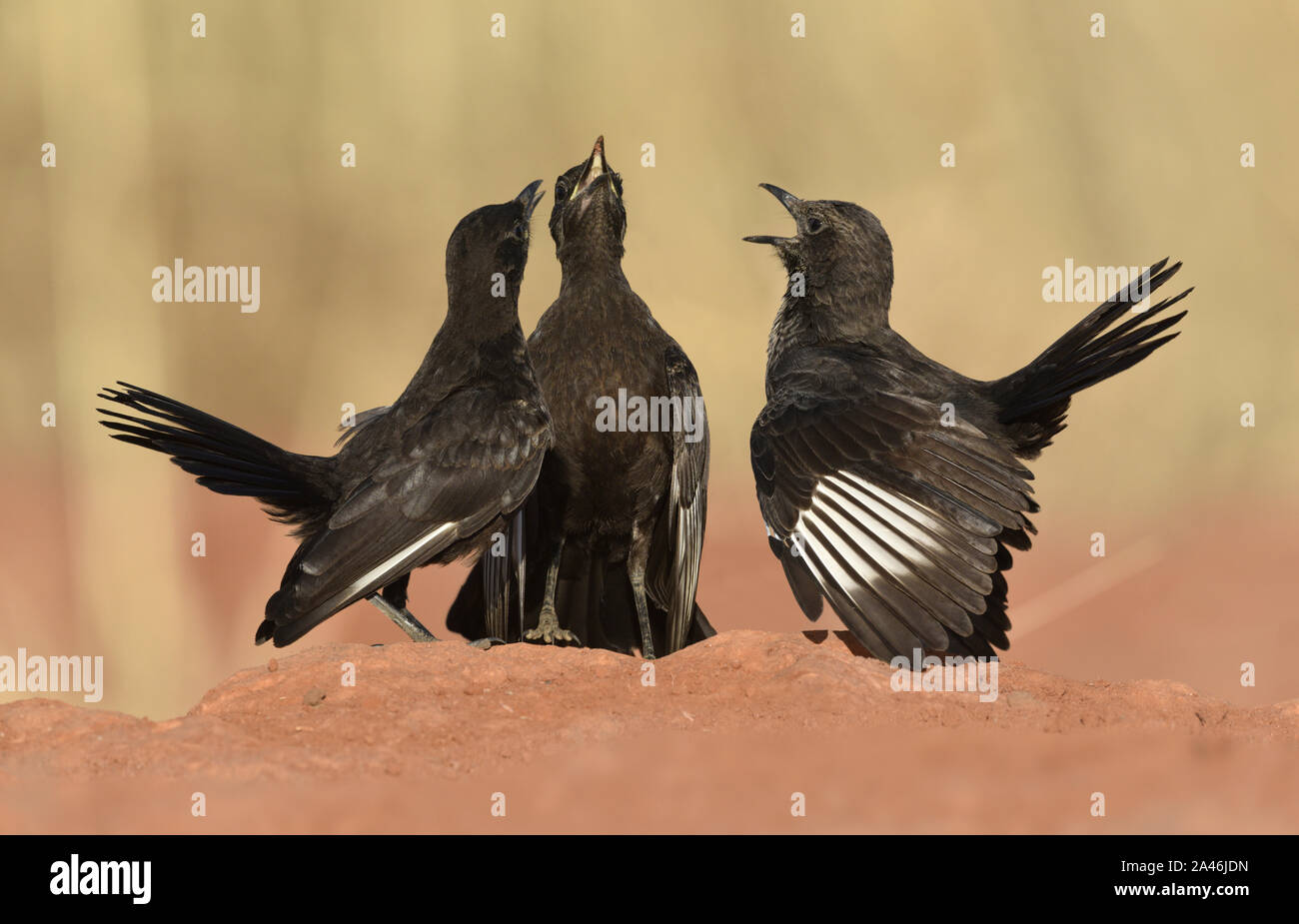 Northern Anteater-chat - Myrmecocichla aethiops Stock Photo - Alamy