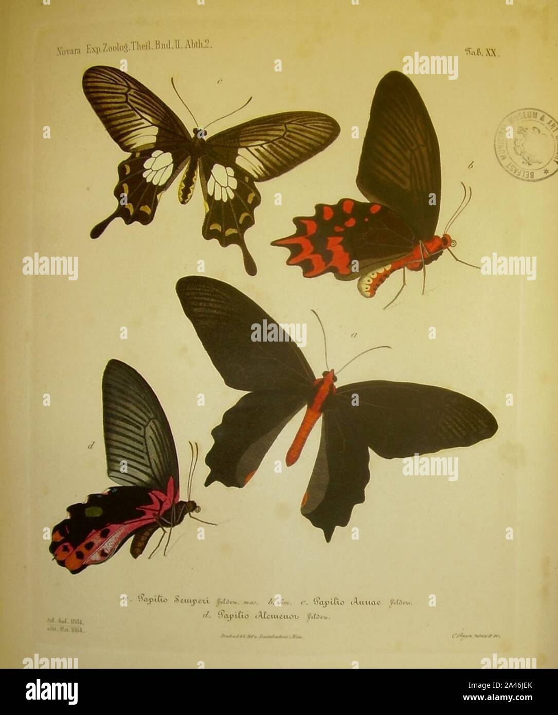 Felder semperi plate Stock Photo - Alamy