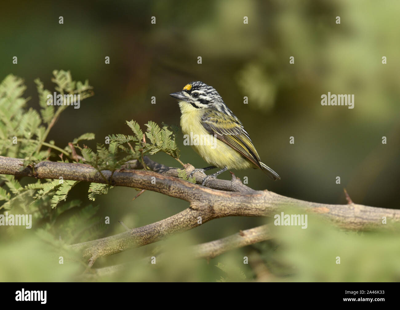 Pogoniulus chrysoconus hi-res stock photography and images - Alamy