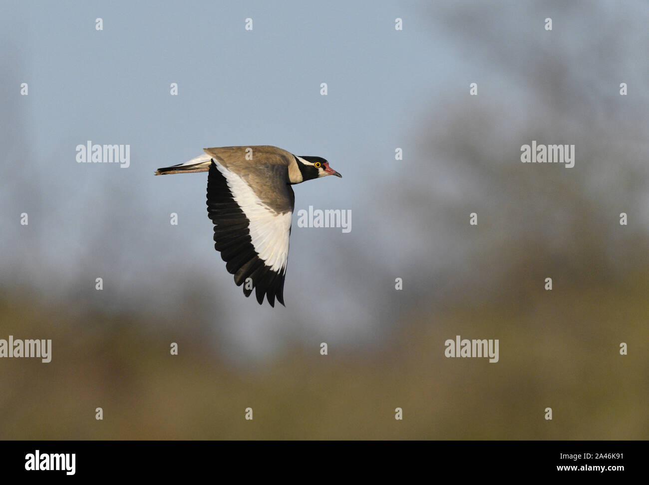 Black headed lapwing hi-res stock photography and images - Alamy