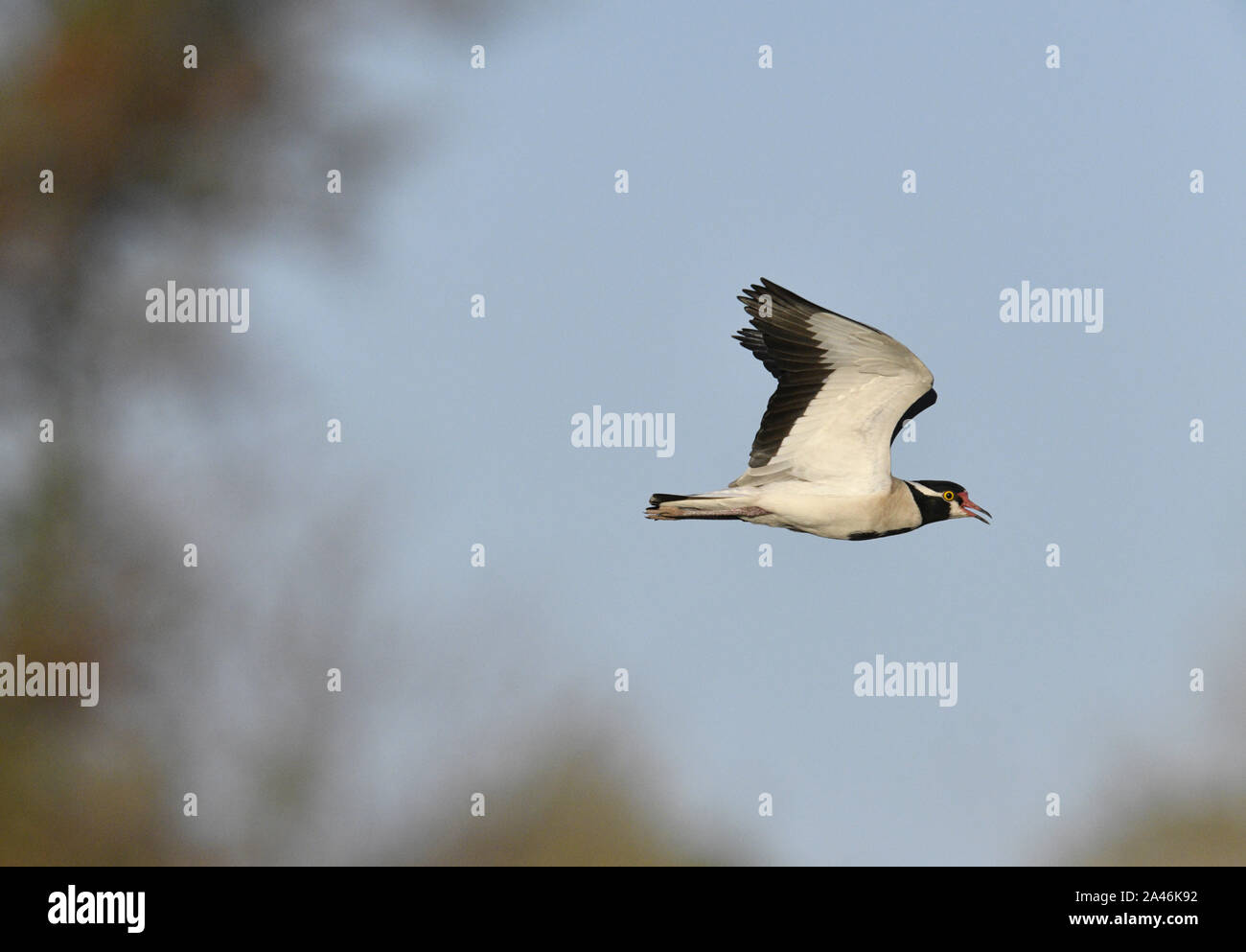 Black headed lapwing hi-res stock photography and images - Alamy