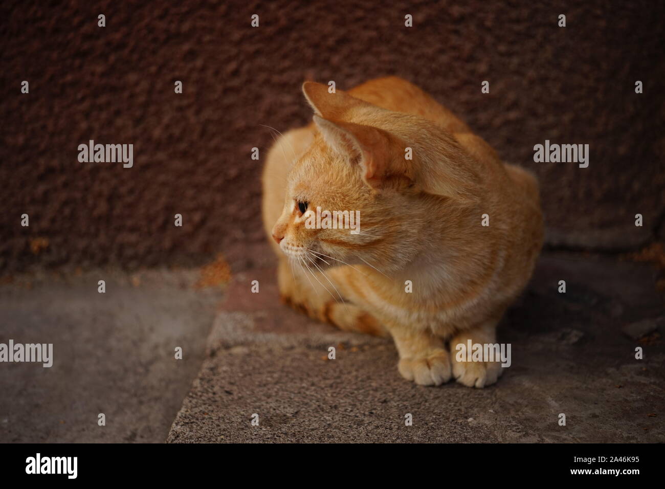 Relaxing ginger cat portrait outdoors. Domestic animals Stock Photo - Alamy