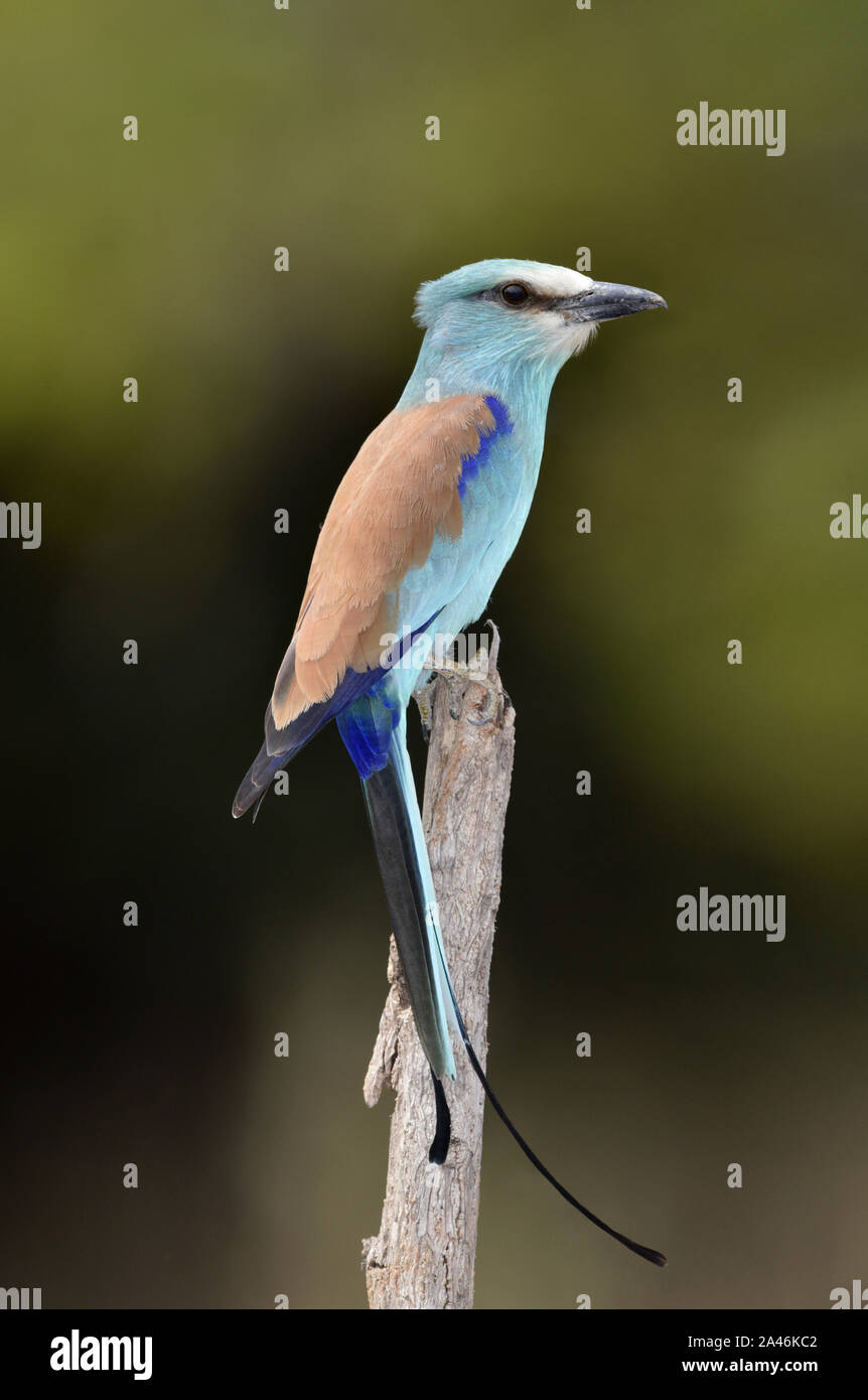 Abyssinian Roller - Coracias abyssinicus Stock Photo - Alamy