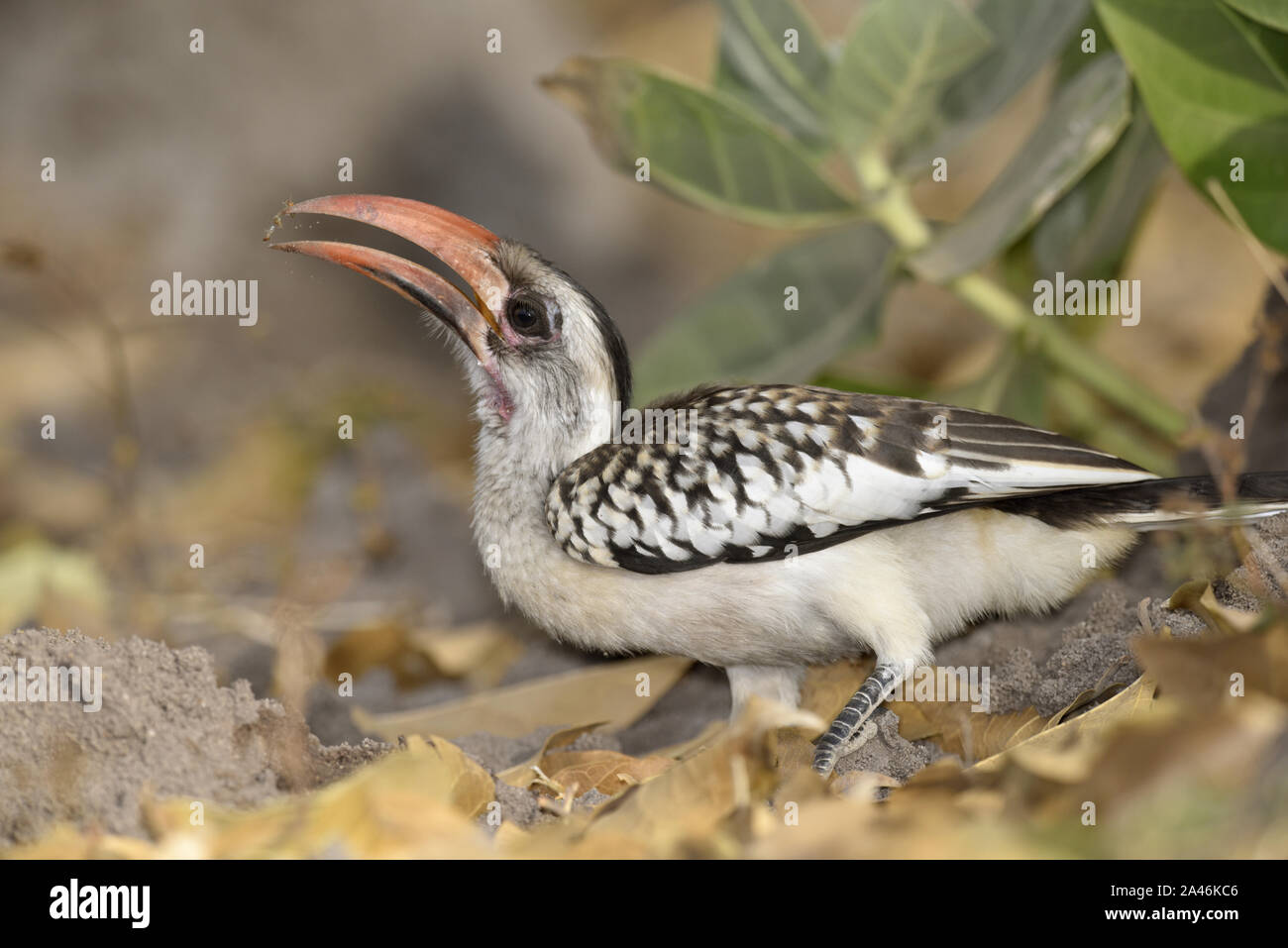 Western Red-billed Hornbill - Tockus kempi aka red-billed hornbill ...