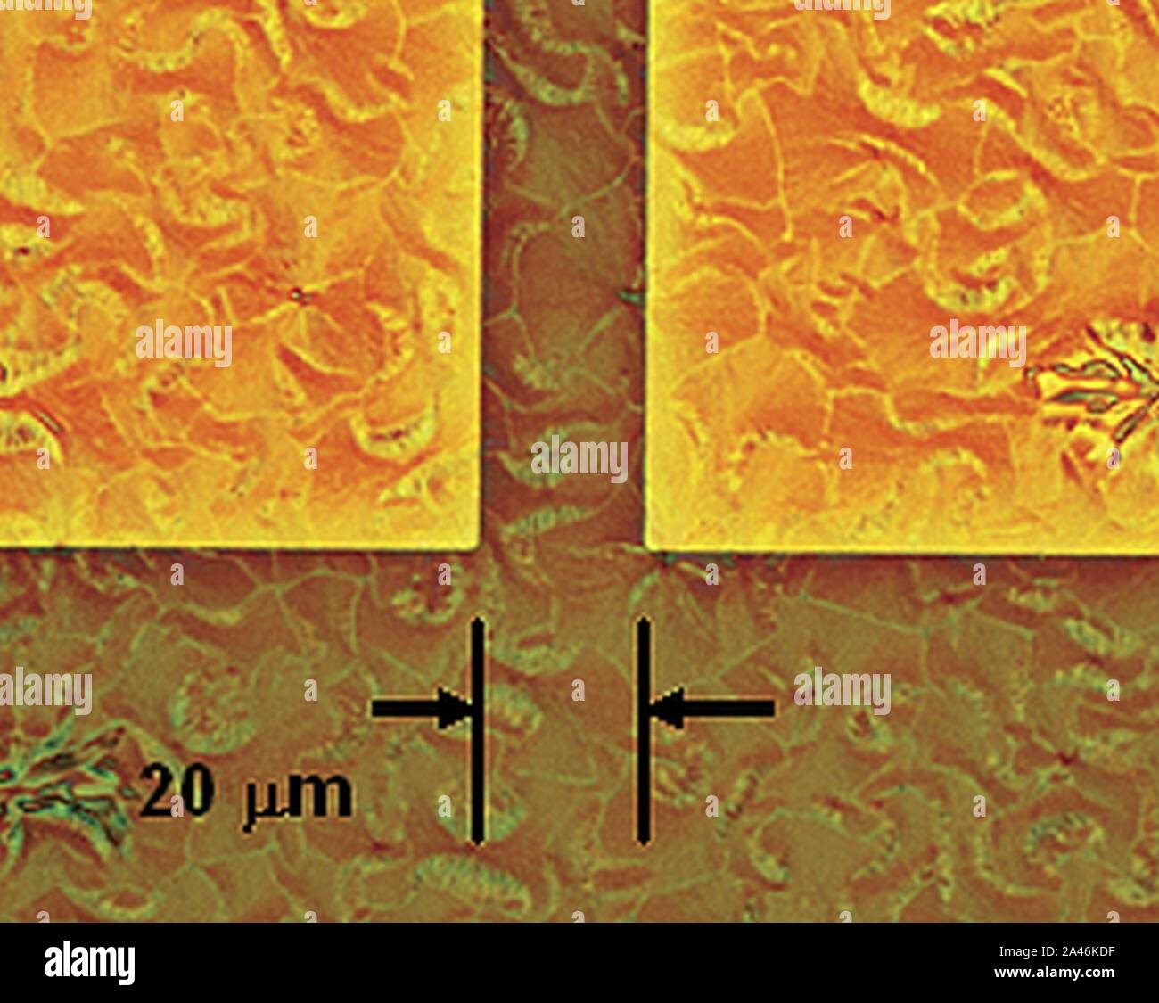 Micrographs hi-res stock photography and images - Alamy