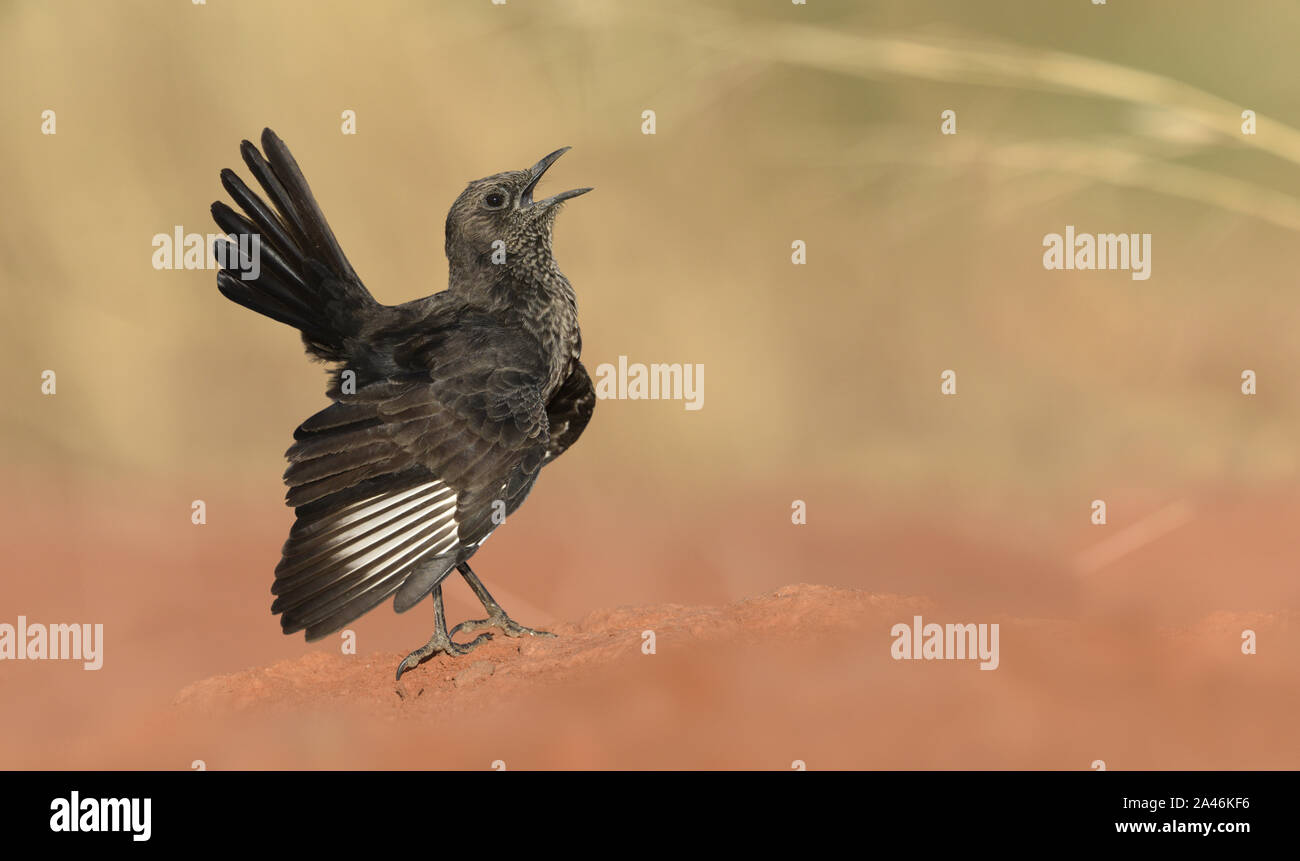 Northern Anteater-chat - Myrmecocichla aethiops Stock Photo - Alamy