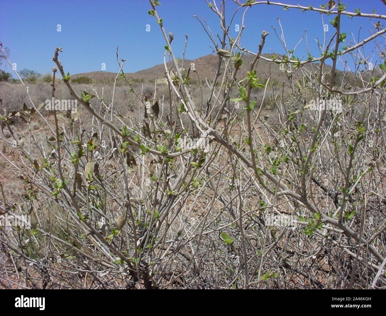 Cernua hi-res stock photography and images - Alamy