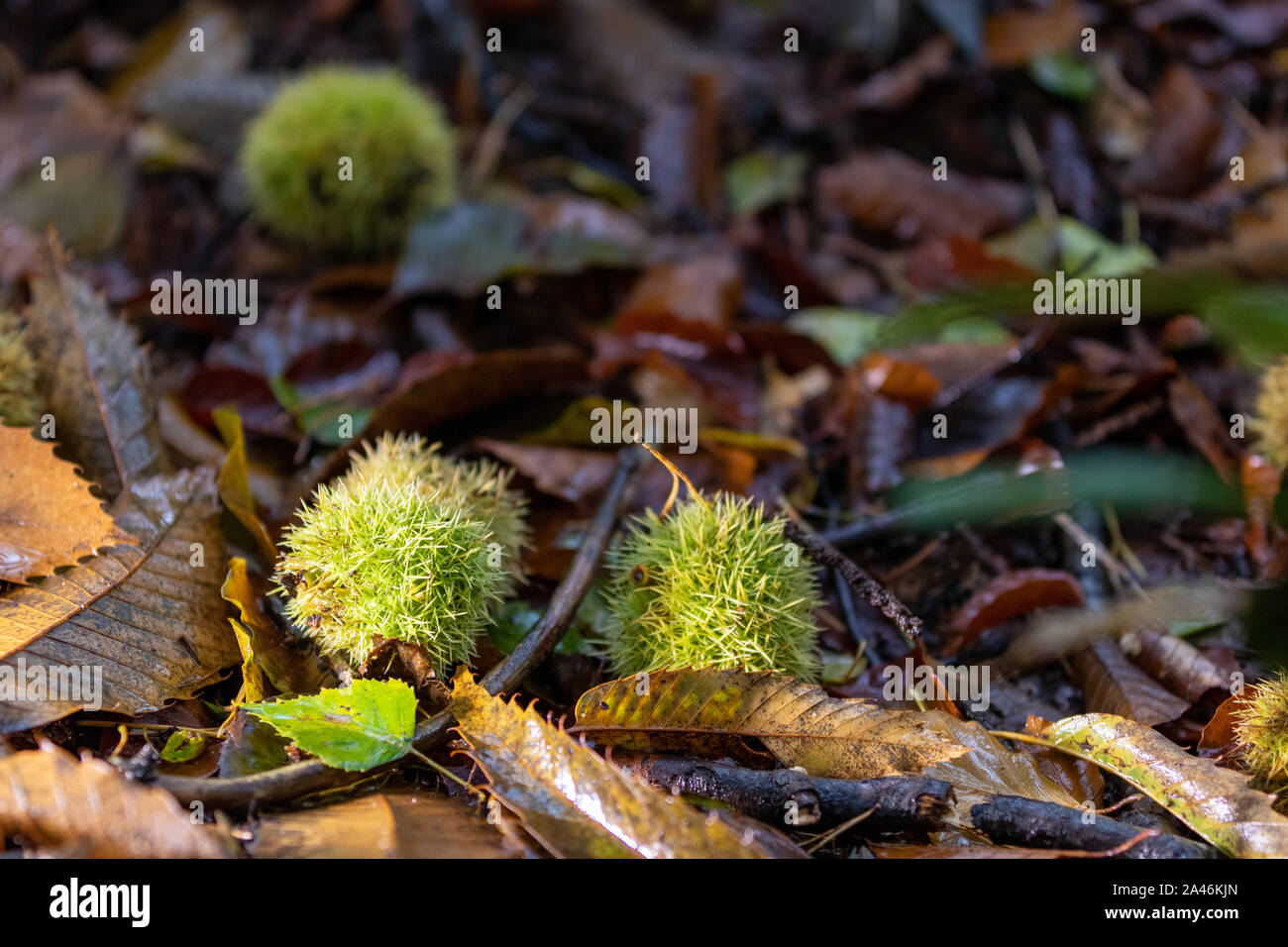 Chestnut burrs hi-res stock photography and images - Alamy
