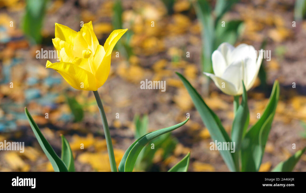 yellow tulip at spring Stock Photo - Alamy