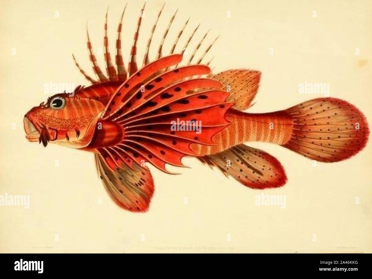 Fish found on the Coast of Ceylon Stock Photo - Alamy