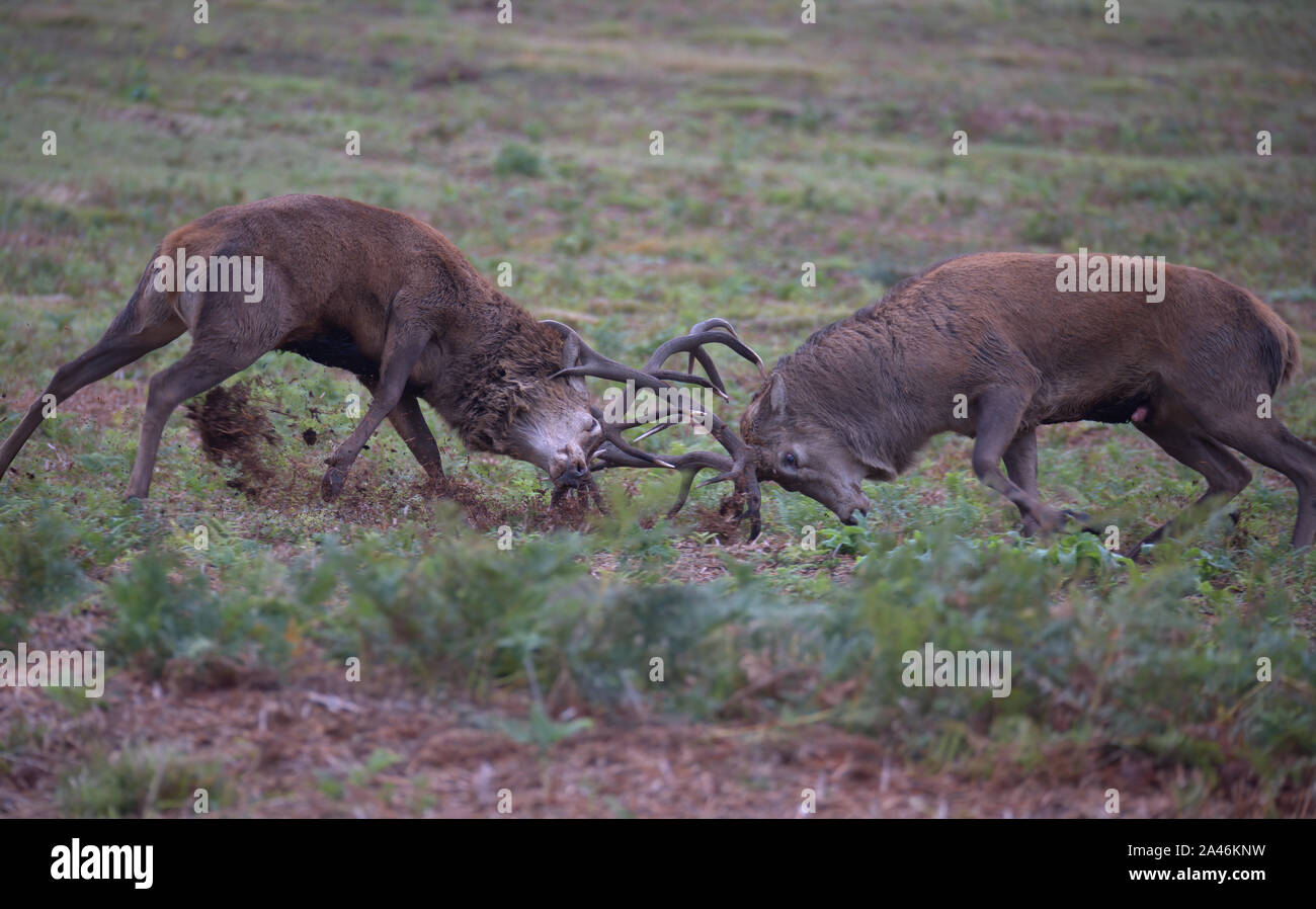 British Stags High Resolution Stock Photography and Images - Alamy