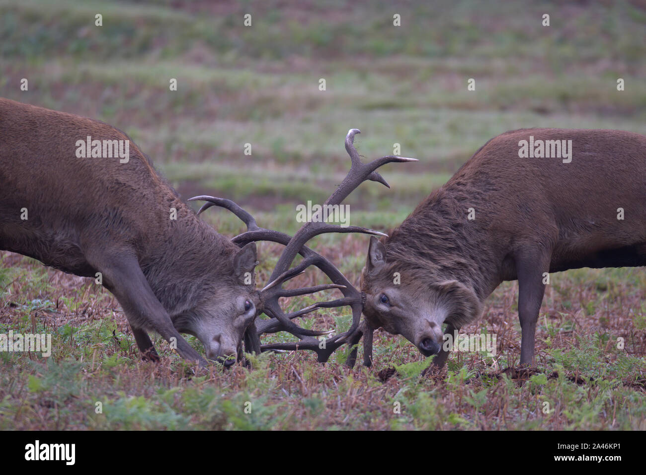 British stags hi-res stock photography and images - Alamy