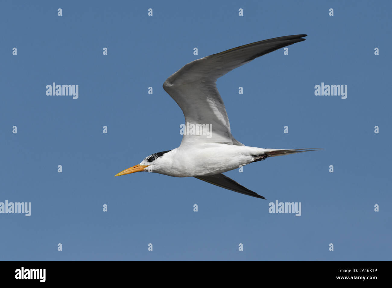 Sterna bengalensis hi-res stock photography and images - Alamy