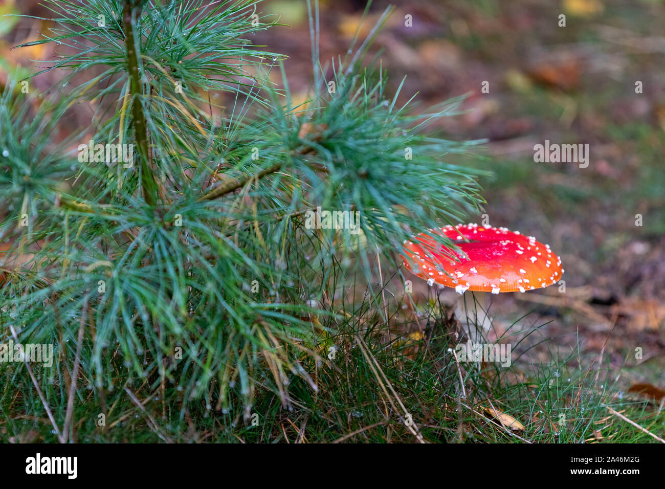 Red mushroom growing on forest floor Stock Photo - Alamy