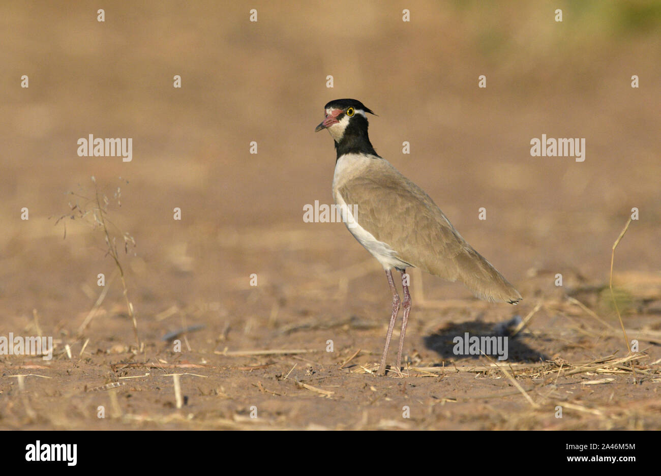 Black headed lapwing hi-res stock photography and images - Alamy