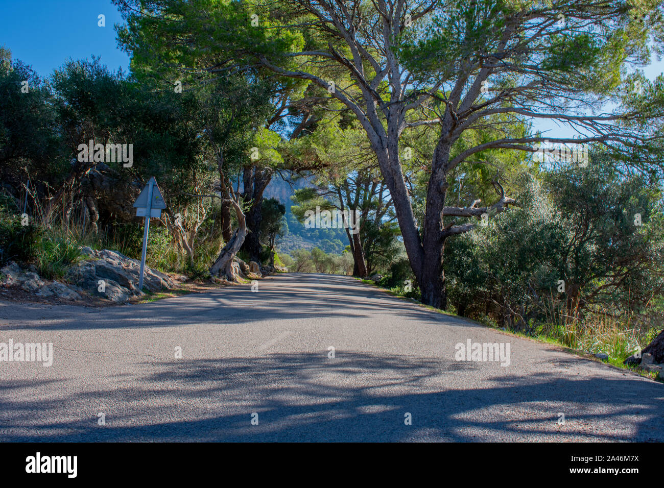 Row of trees spanish moss hi-res stock photography and images - Alamy